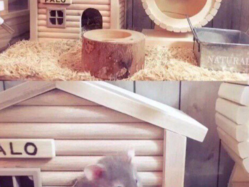 Одномесное Жилище для Вашего Питомца