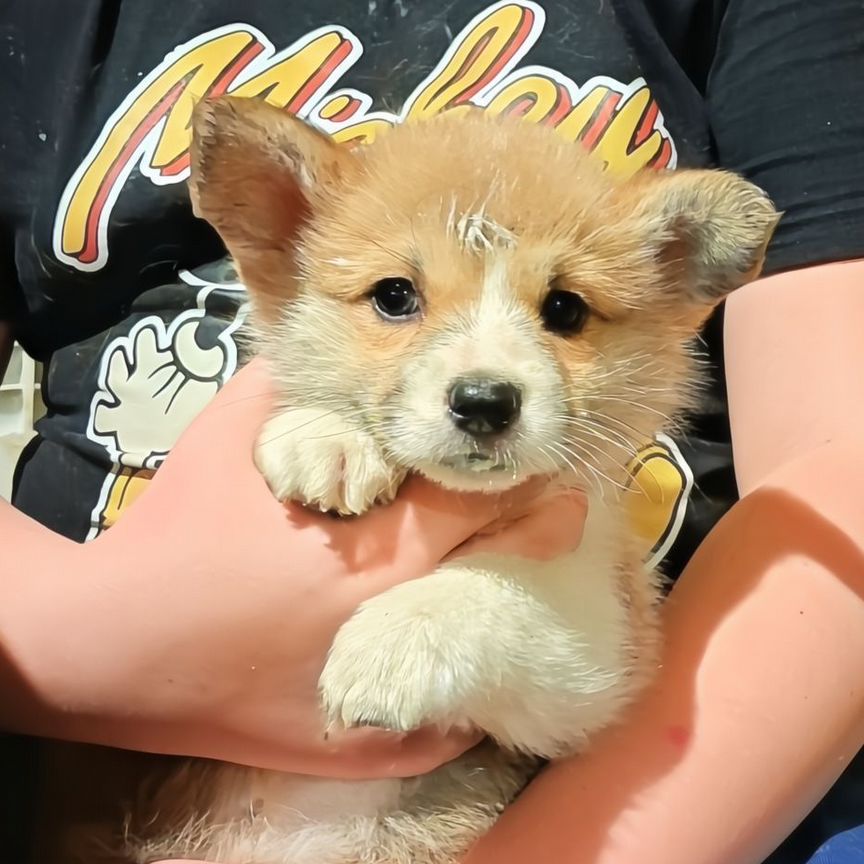 Вельш Корги Пемброк, щенок