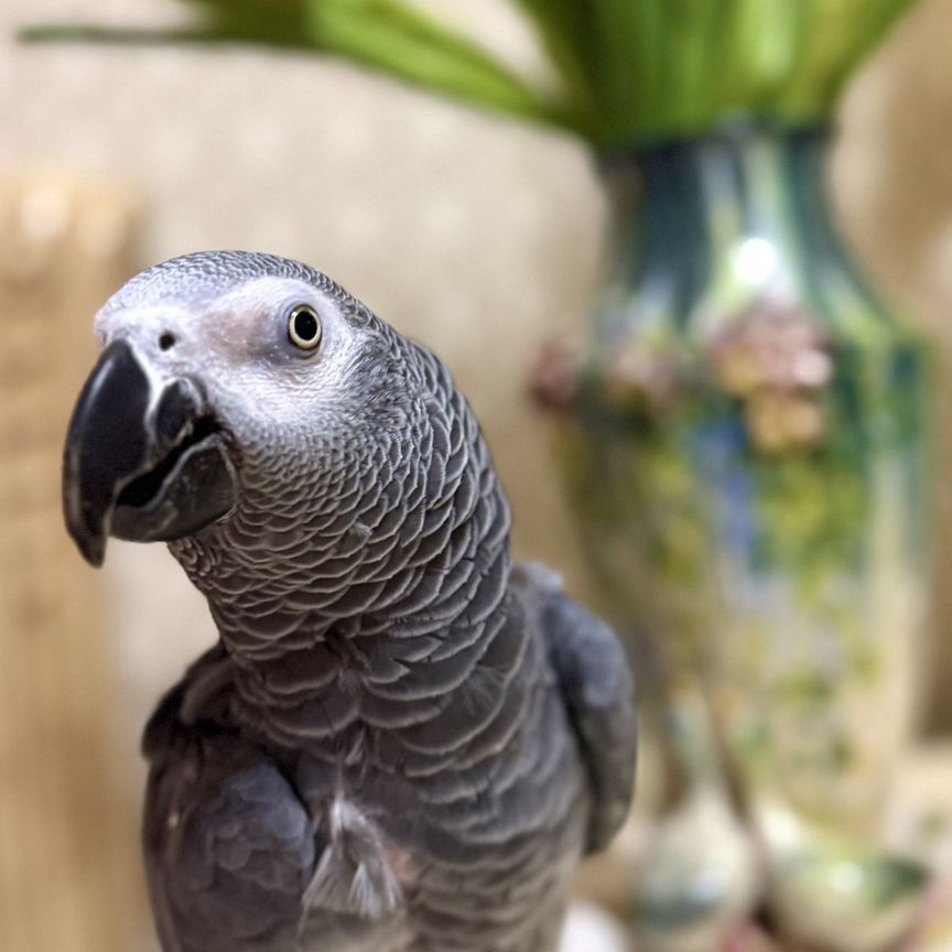 Попугай большой говорящий