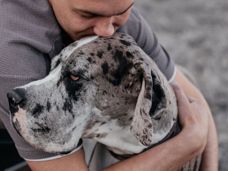 Щенки Немецкого дога