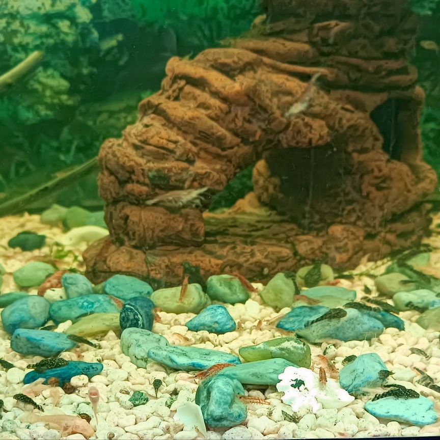 Мальки анциструса