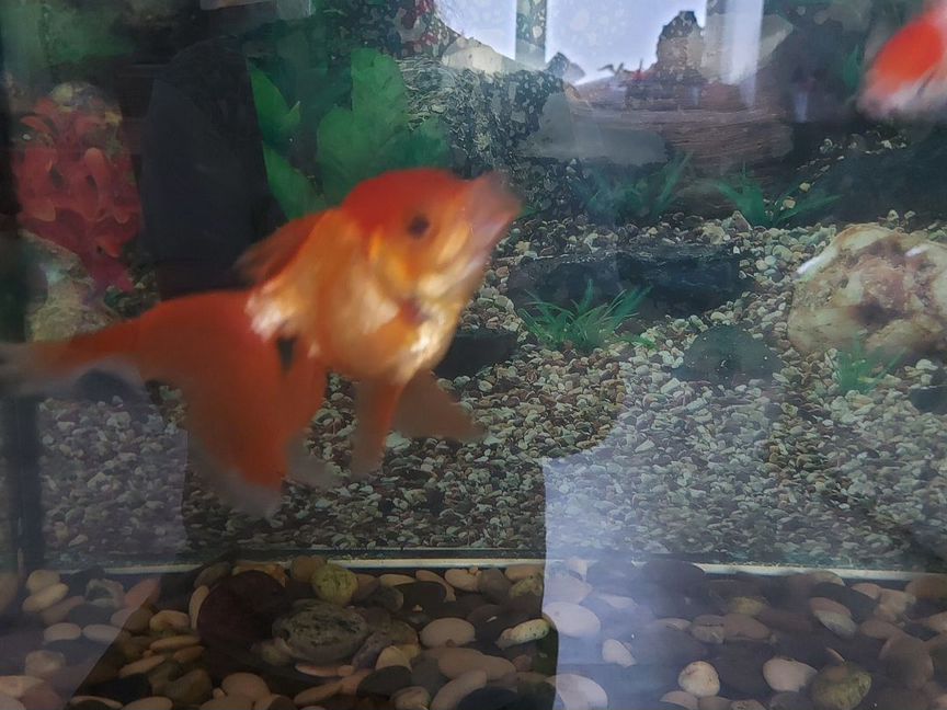Аквариум и Оранда золотые рыбки