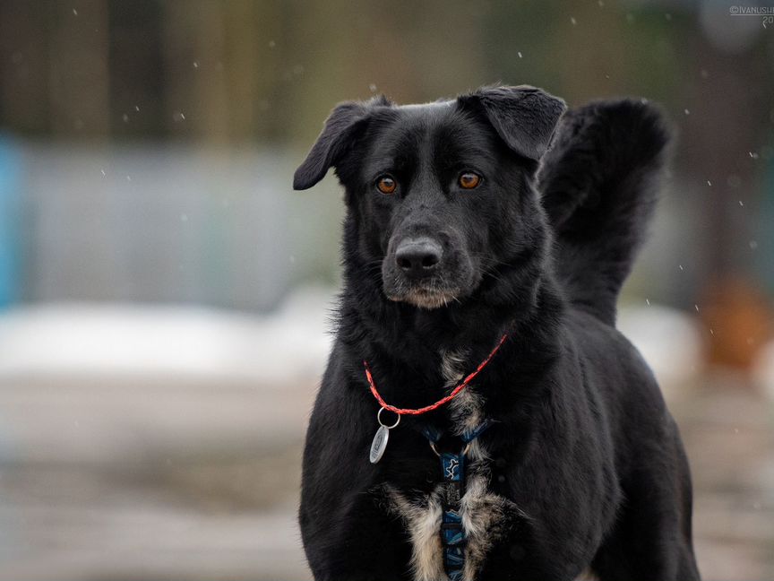 Джудит. Метис лабрадора