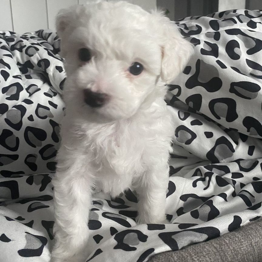 Щенки бишон фризе