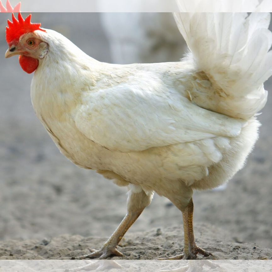 Куры несушки