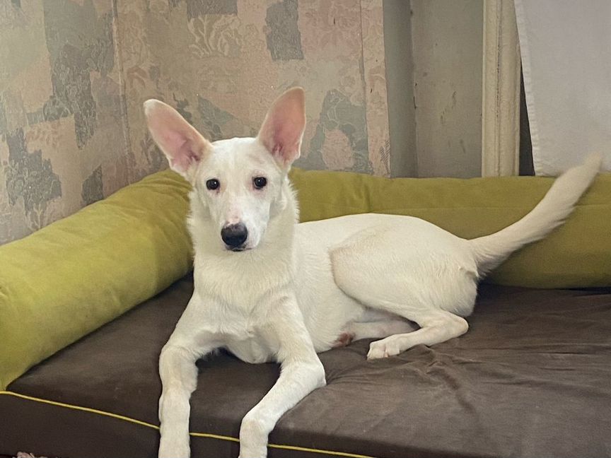 Собака в добрые руки