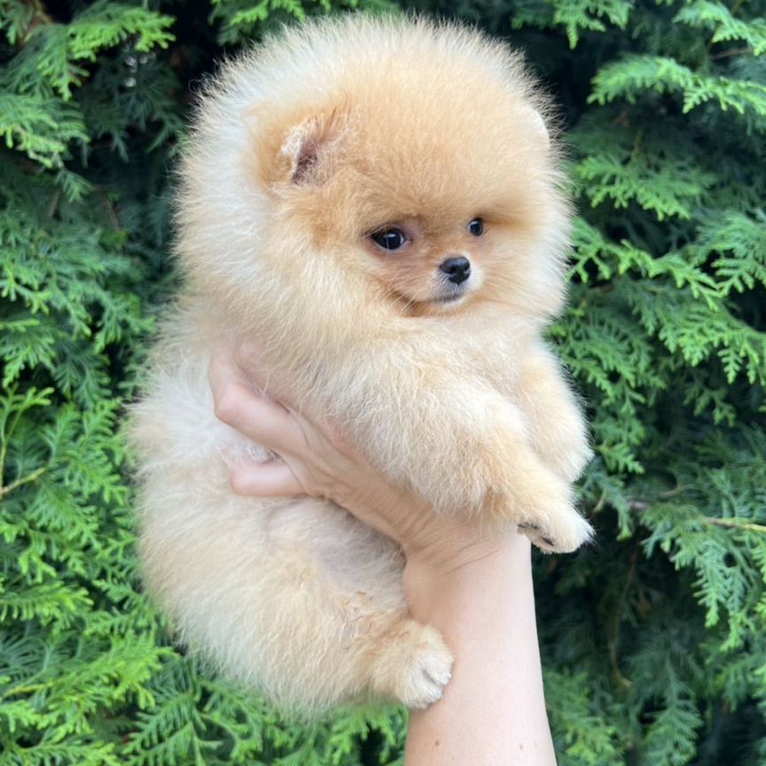 Шпиц померанский мини мальчик