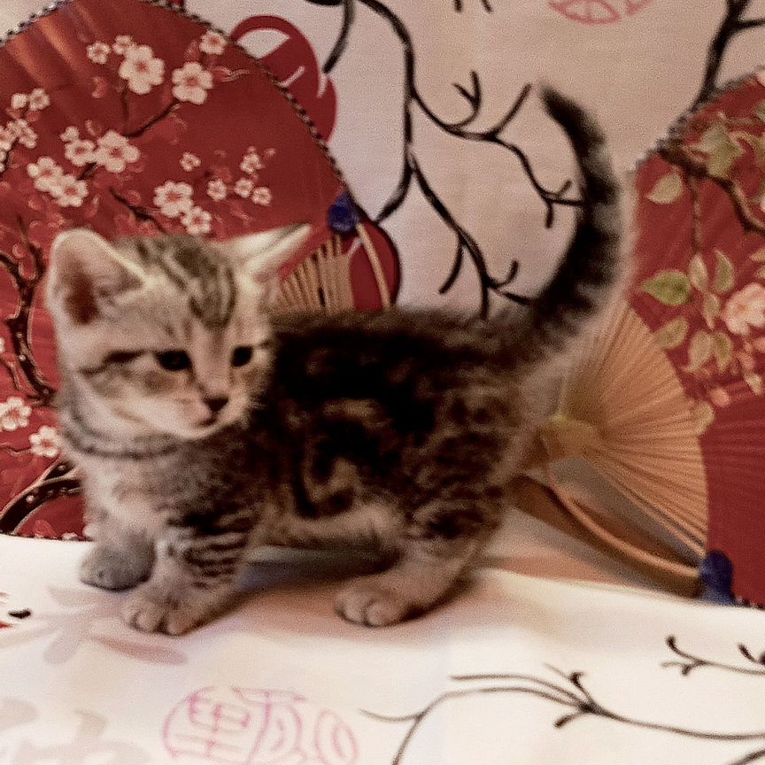 Манчкин котёнок