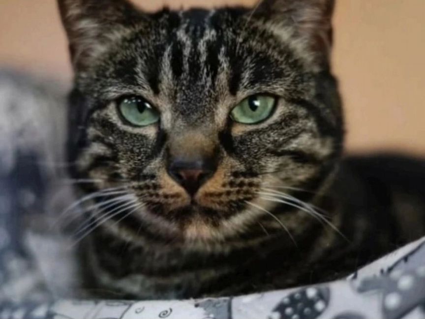 Кошечка Купчиха в добрые руки