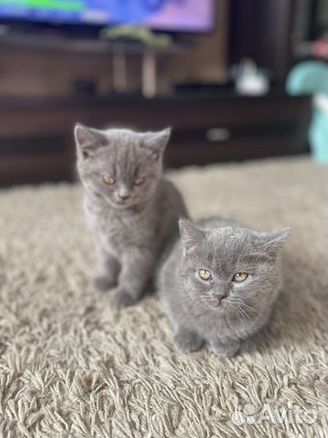 Шотландские котята