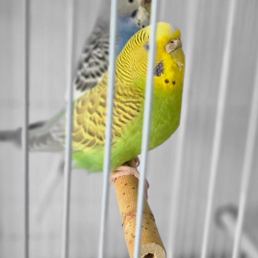 Волнистый попугай в хорошие руки