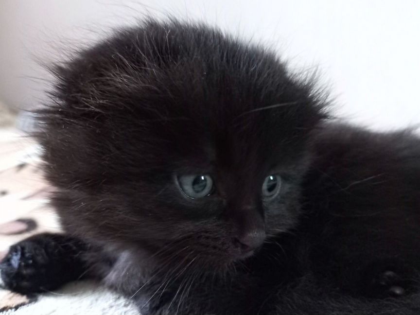 Черный котенок вислоухий