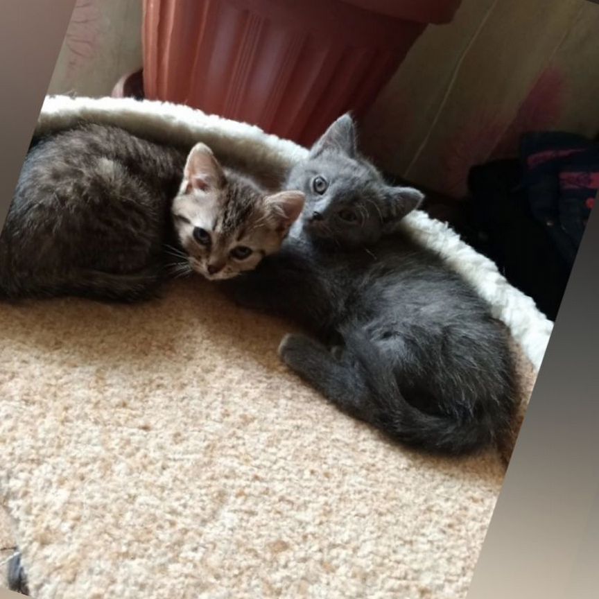 Котята в добрые руки