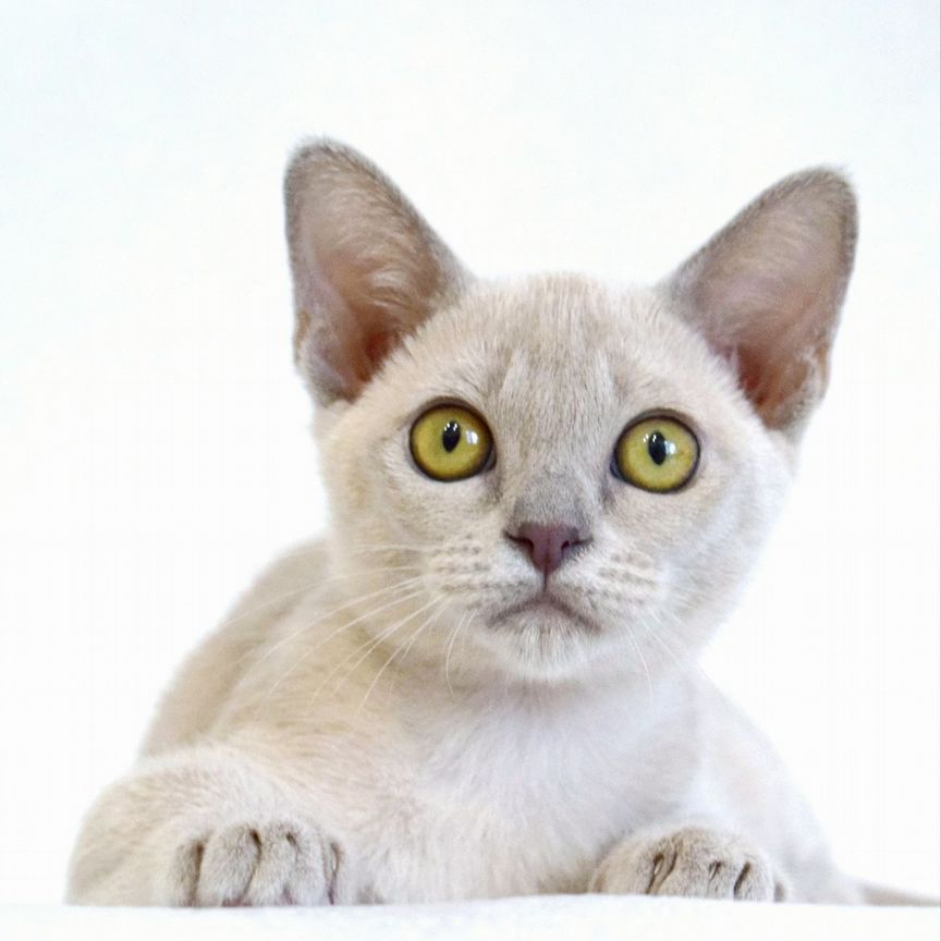 Бурманские котята