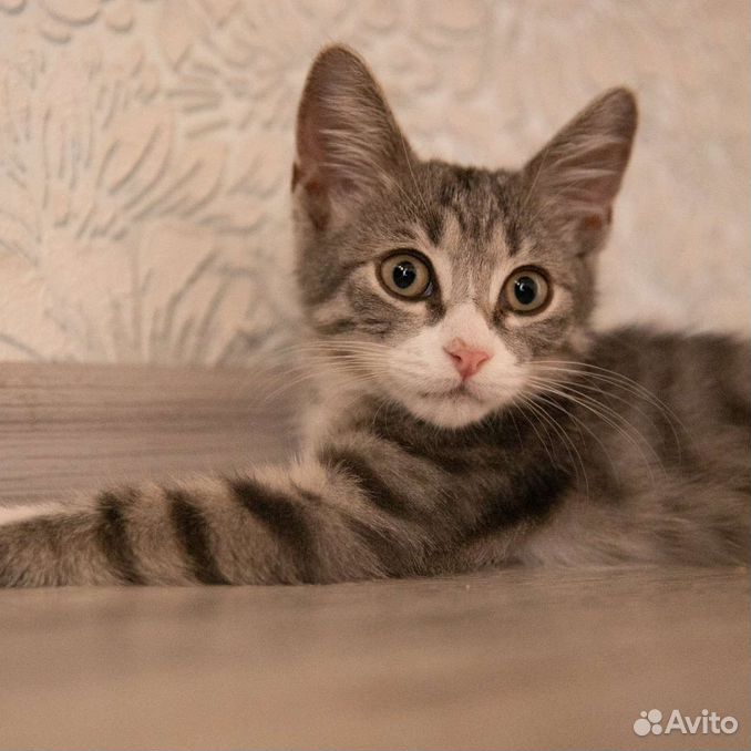 Котенок Тимофей в добрые руки