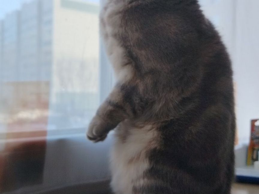 Шотландский кот на вязку
