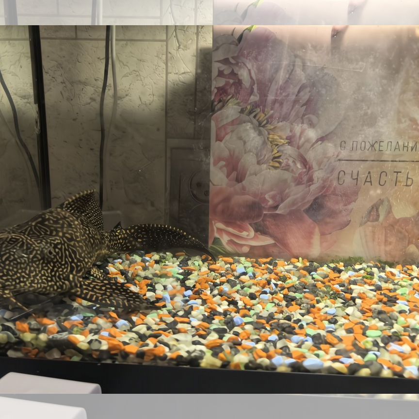 Сом анциструс