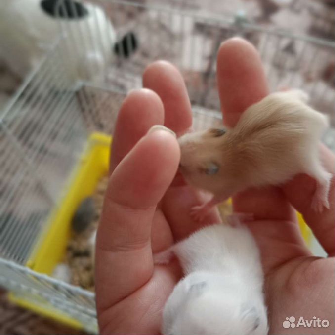 Джунгарский хомяк малыши