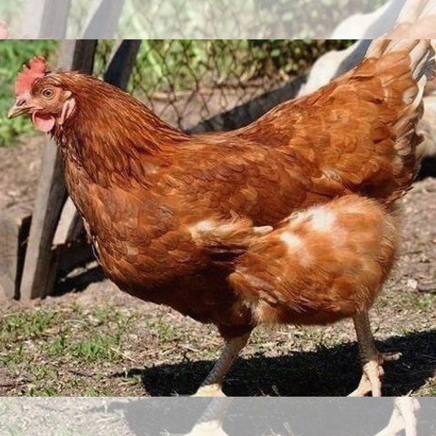 Куры несушки Коричневые