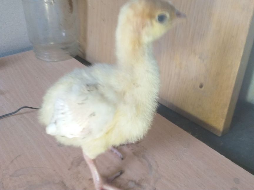 Индюшата суточные и подрощенные