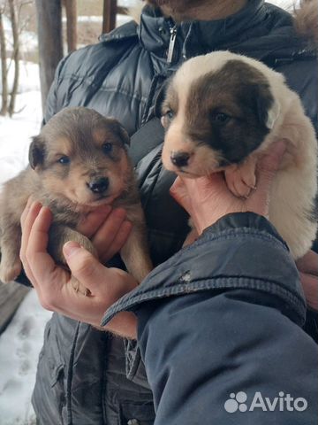 Щенки бесплатно беспородные