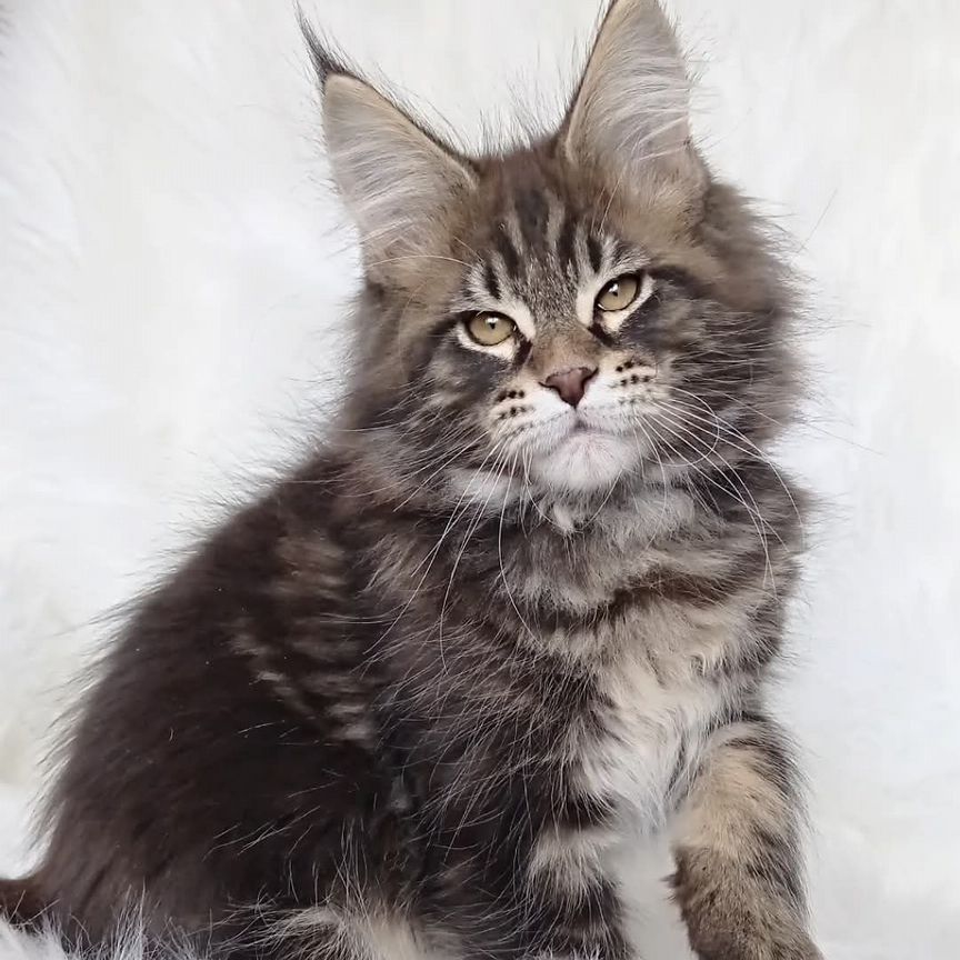 Шикарный Зидан