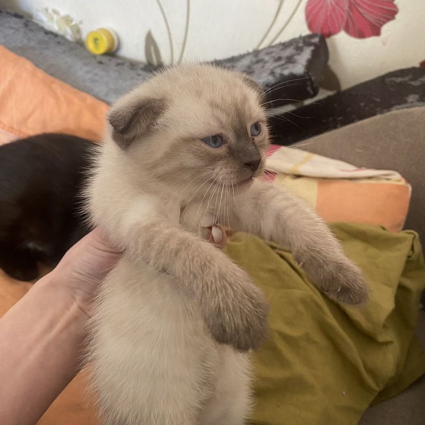 Британские котята