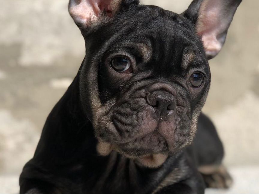 Щенок Французик Девочка