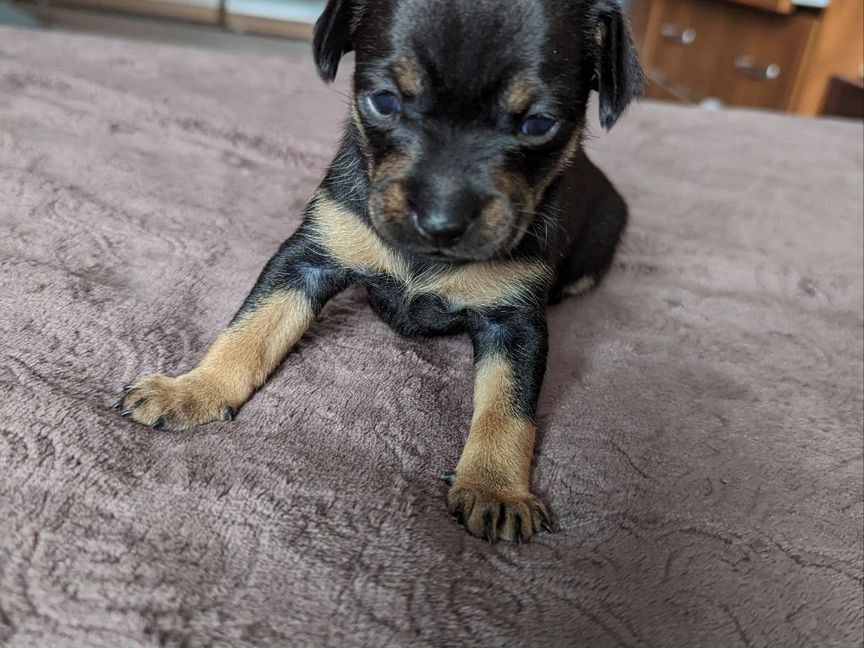 Щенки мини той-терьер