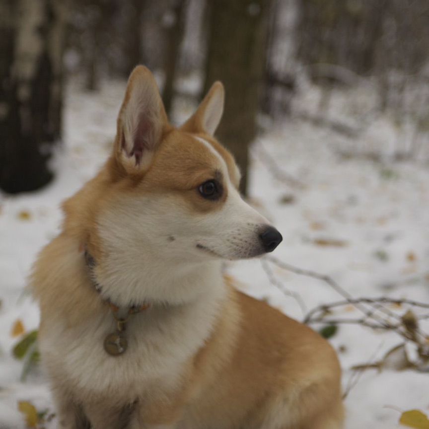 Вязка вельш-корги пемброк