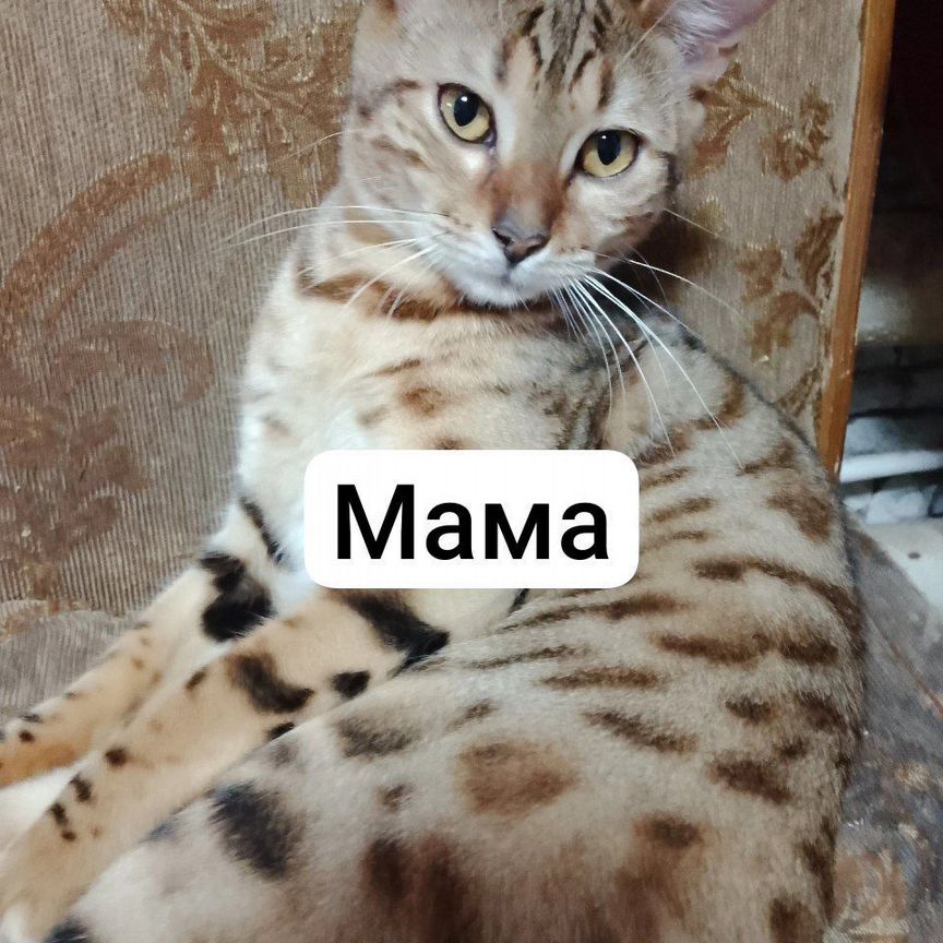 Продам бенгальских котят