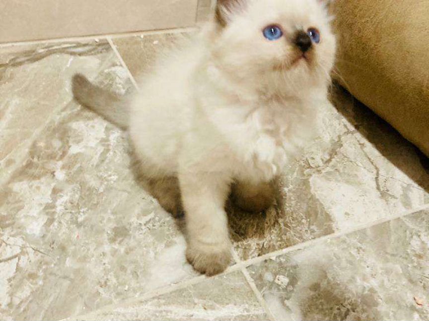 Малышки Рэгдолл