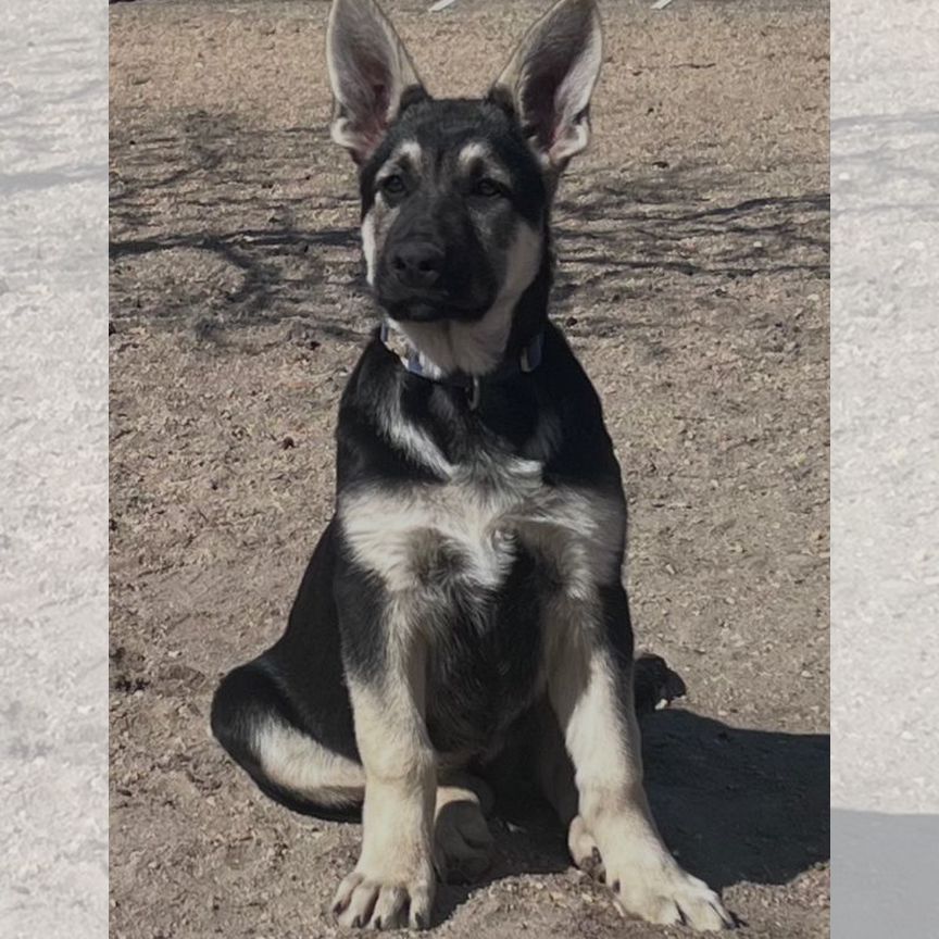 Восточноевропейская овчарка, щенок