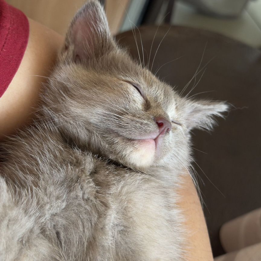 Шотландский прямоухий короткошёрстный котёнок