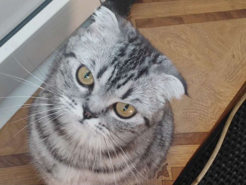 Шотландская вислоухая кошка вязка, Ищим жениха