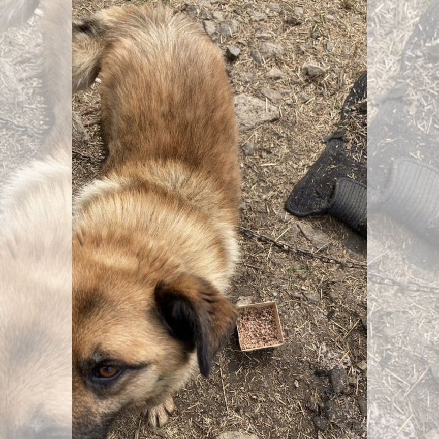 Дени домашний пес на грузовой стоянке нв цепи