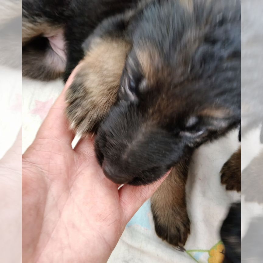 Немецкая овчарка, щенок