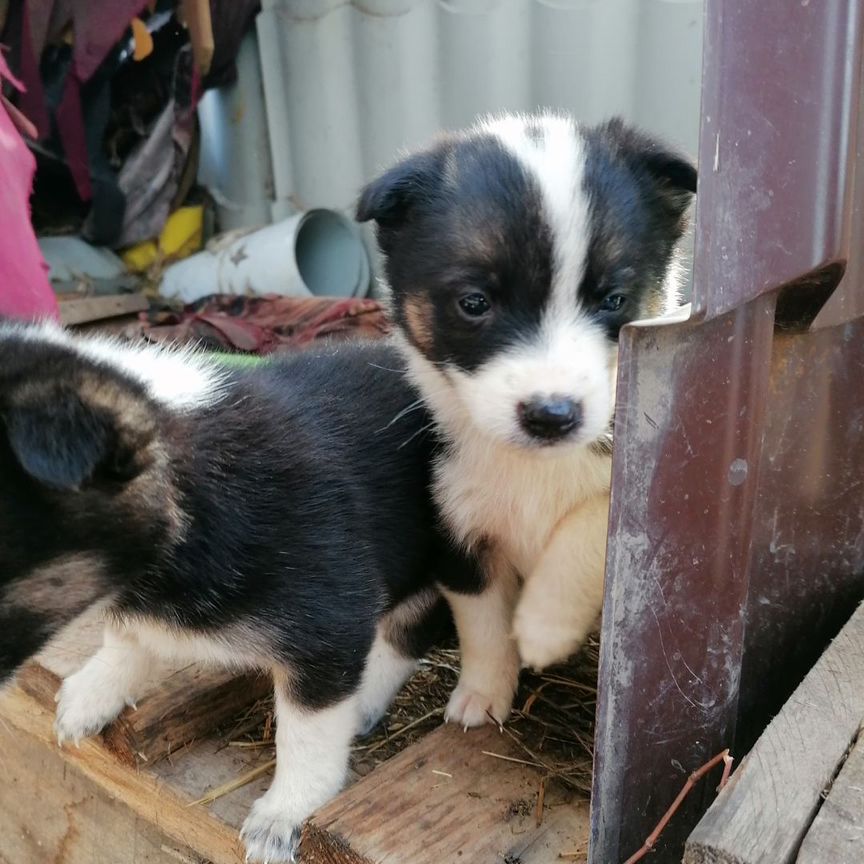 Подкинули малышей