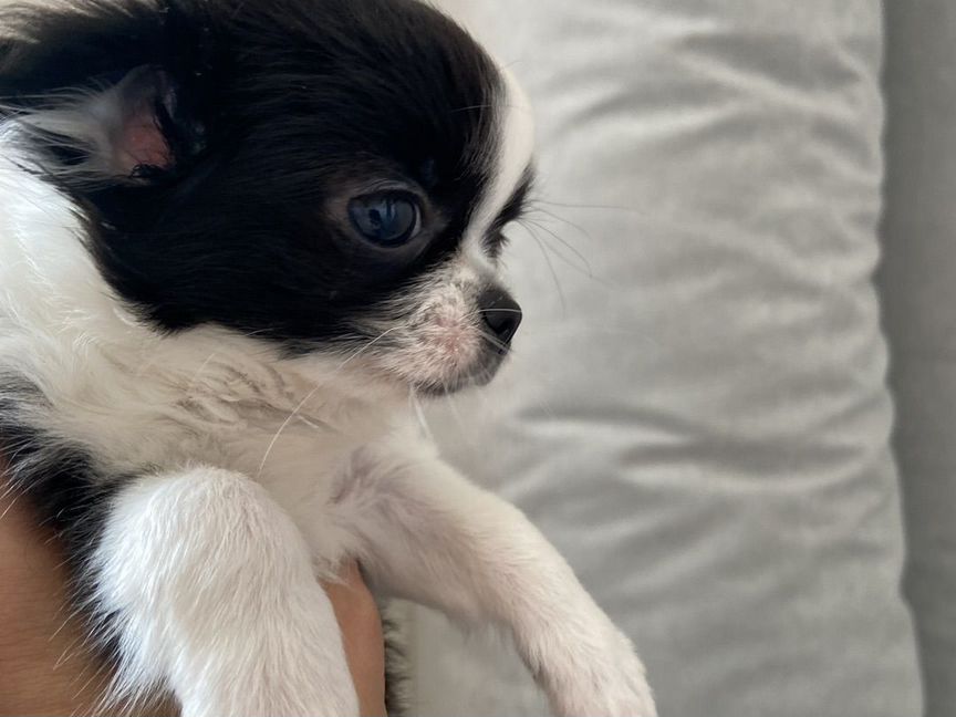 Супер мини чихуахуа