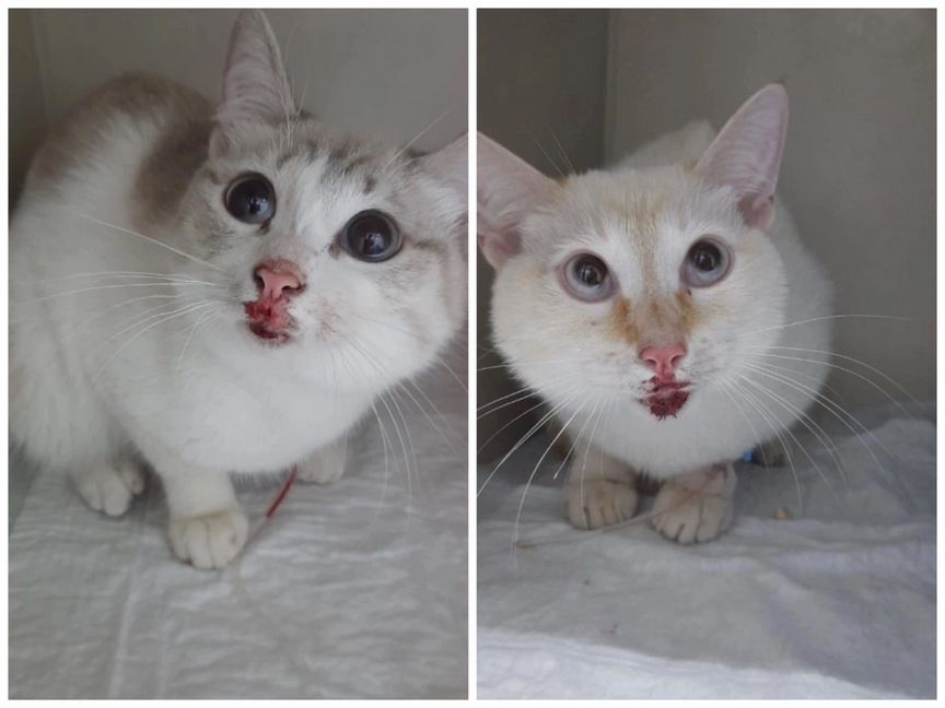 Котят выкинули с окна