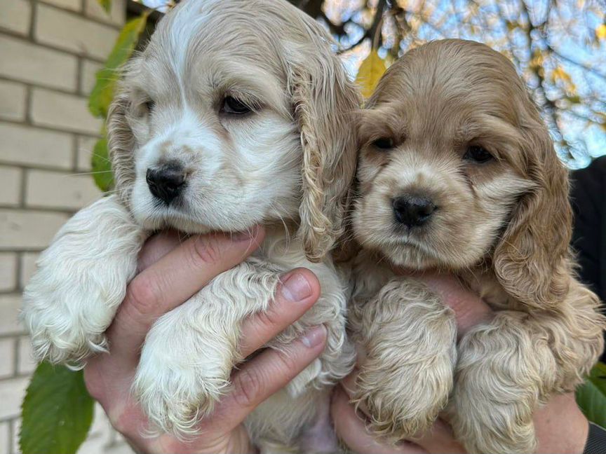 Кокер спаниель