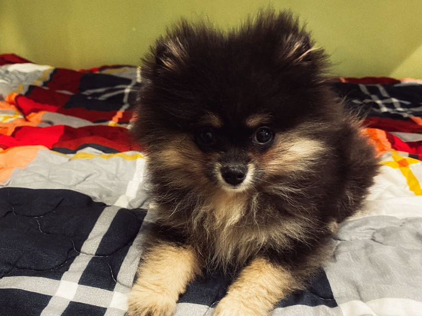 Померанский шпиц медвежьего типа