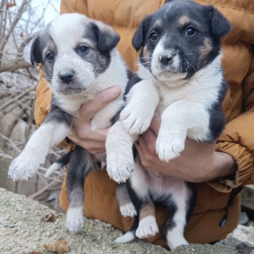 Щенки кобельки и 1 принцесса