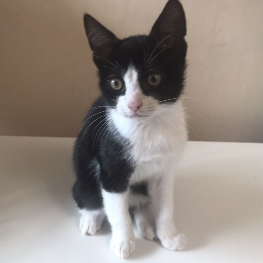 Отдам трех котят в хорошие руки