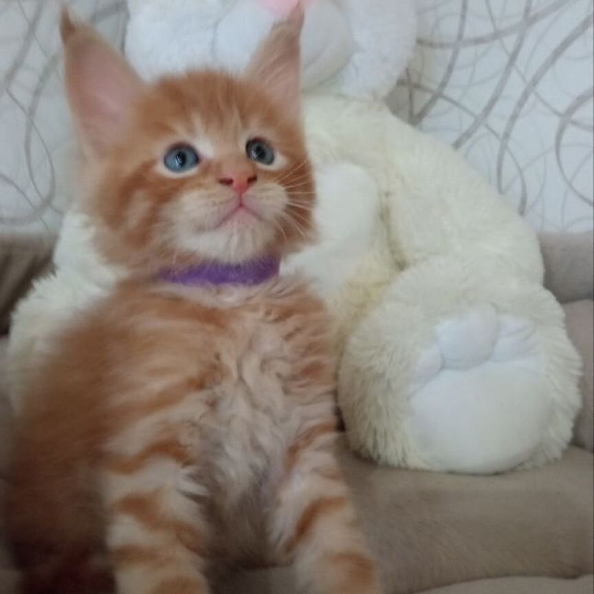 Котята мейн-кун