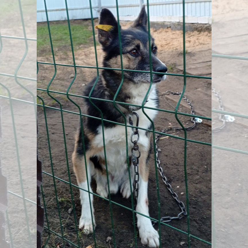 Взрослый пёс в добрые руки