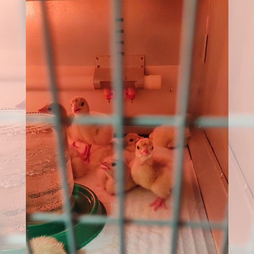 Индейка суточная