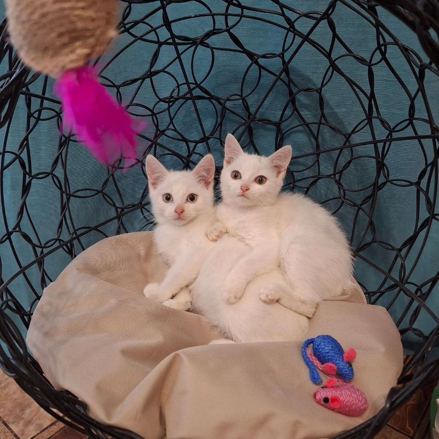 Виола и Юкос - котята 2 месяца