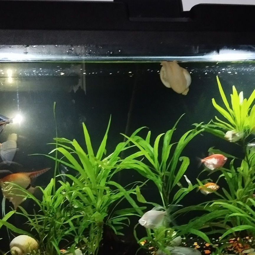 Украшения для аквариума