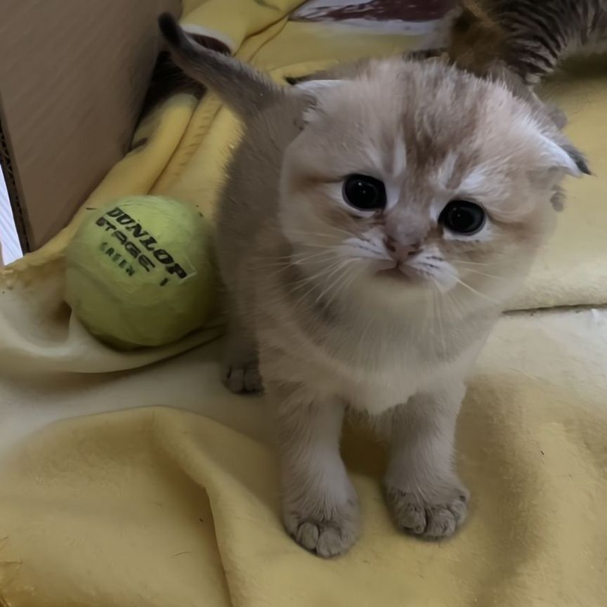 Шотландский вислоухий короткошёрстный котёнок